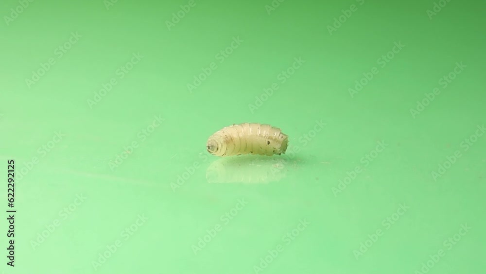 Larva of flies on green background. Its hooks can be seen in its front ...