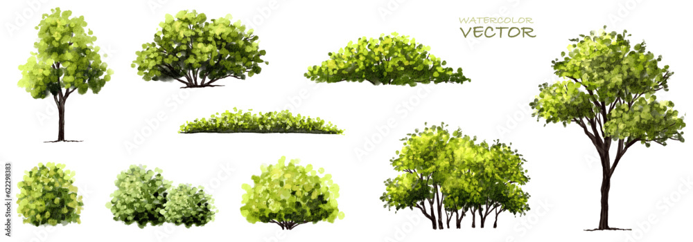 Vector of green grass or shrub isolated on white background,watercolor ...