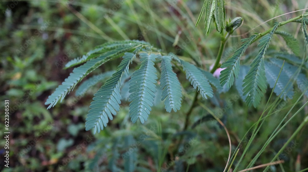 Mimosa pudica also called sensitive plant, sleepy plant, action plant ...