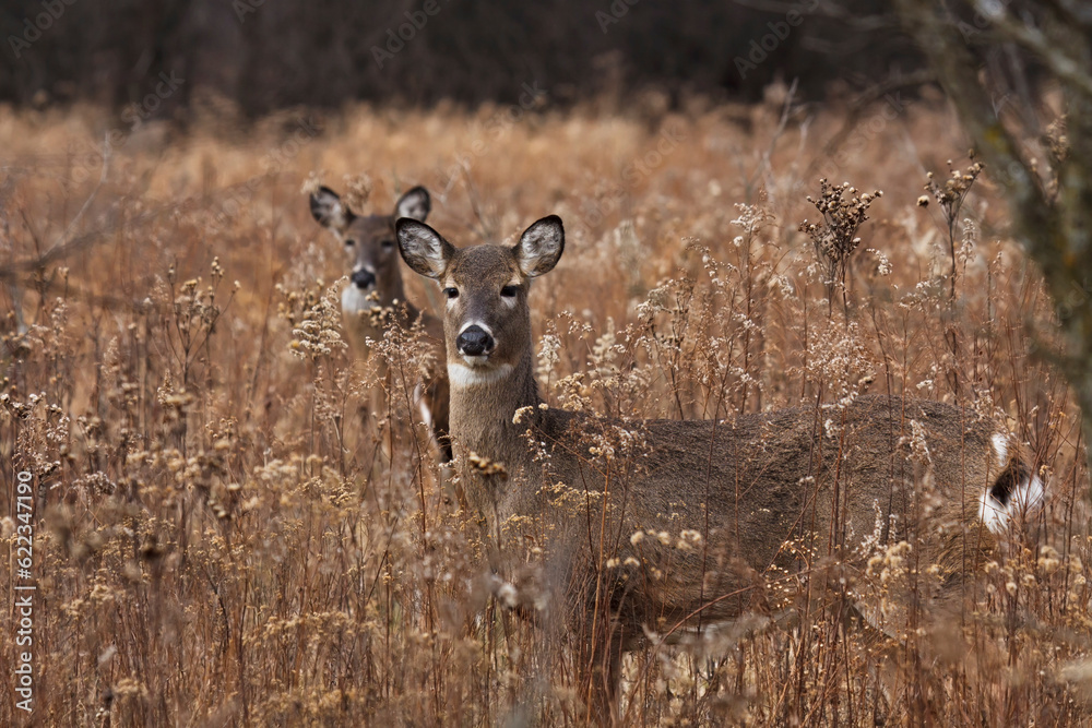 An alert deer poses in the middle of a prairie on a cool autumn day ...