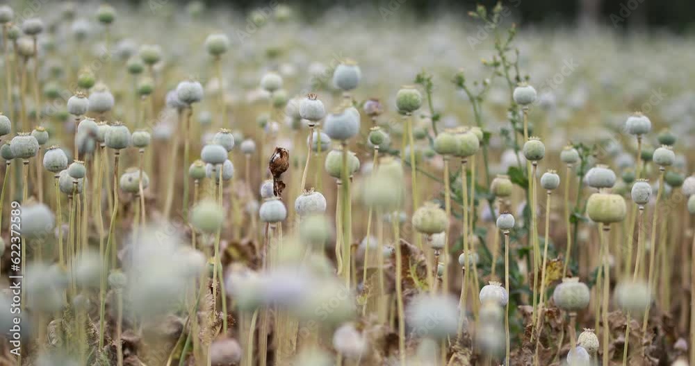 Capsule showing latex (opium) exuding from incision Plant showing the ...