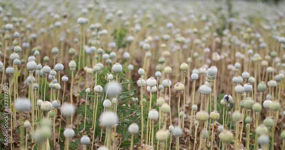 Capsule showing latex (opium) exuding from incision Plant showing the ...