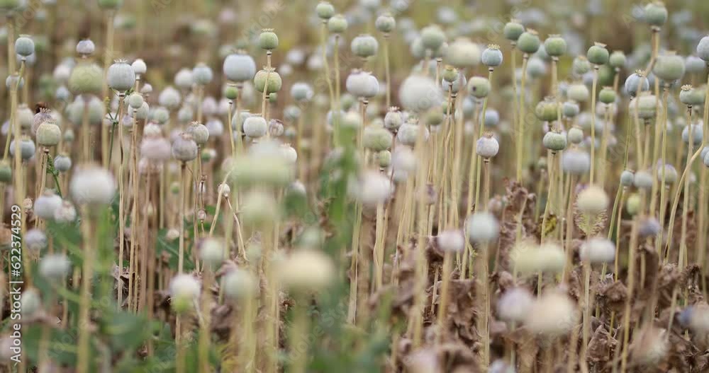 Capsule showing latex (opium) exuding from incision Plant showing the ...