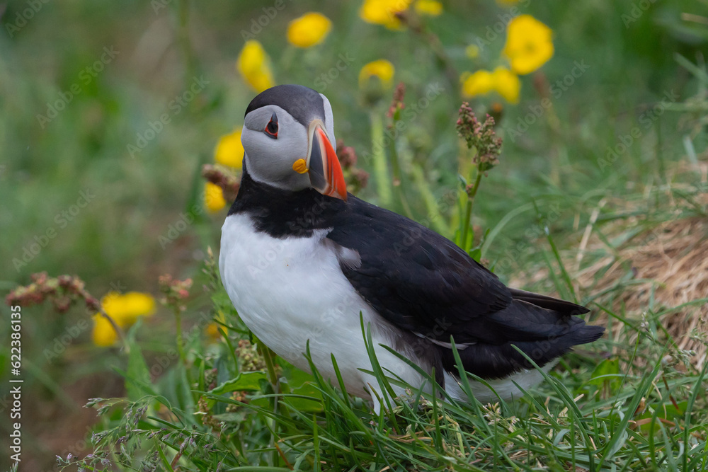 Close up of puffin bird or Fratercula in Iceland in summer season on ...