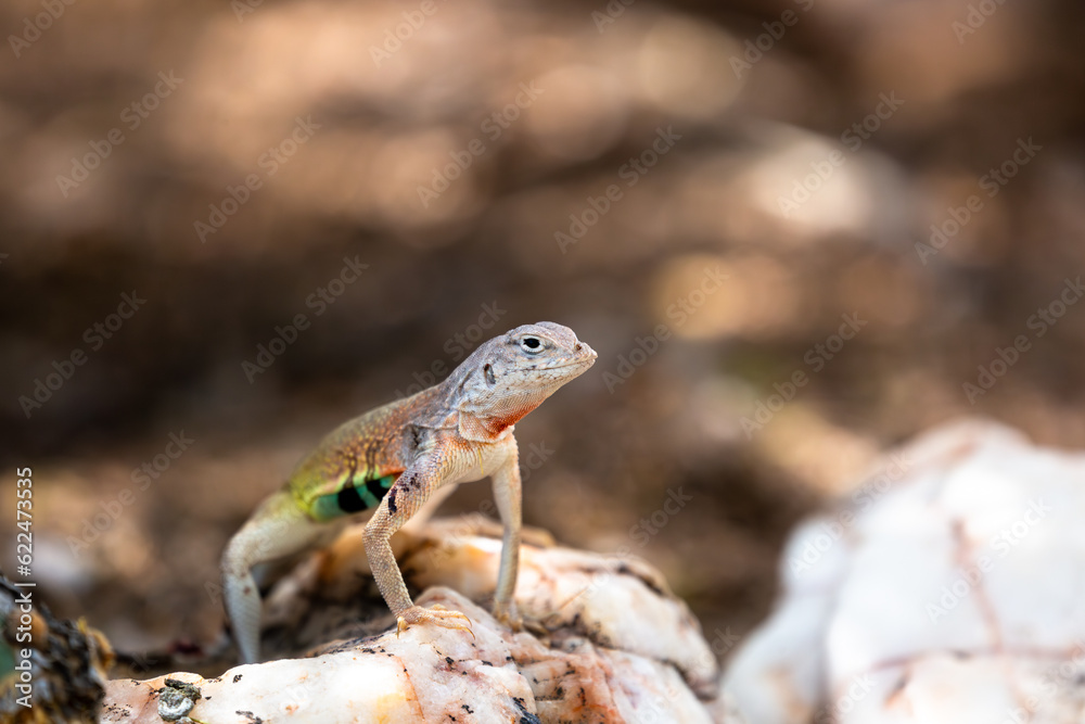 Adult male zebra-tailed lizard, Callisaurus draconoides, perched on a ...
