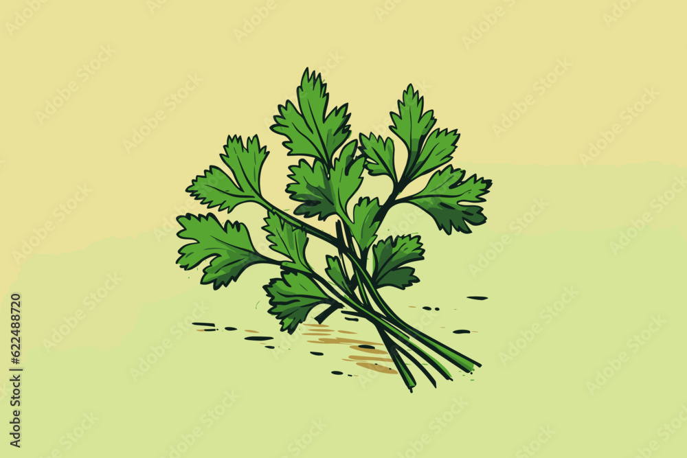 Vecteur Stock Doodle inspired Cilantro, cartoon sticker, sketch, vector ...