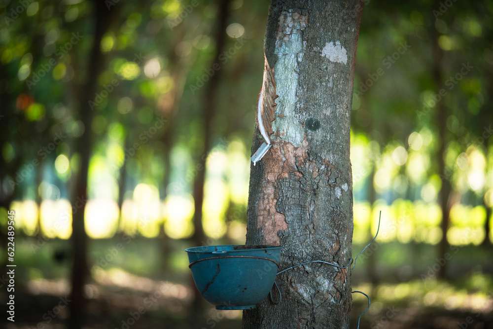 Rubber tree and bowl filled,Natural rubber latex,Rubber plantation ...