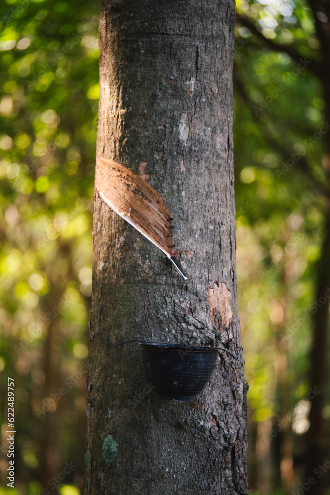 Rubber tree and bowl filled,Natural rubber latex,Rubber plantation ...