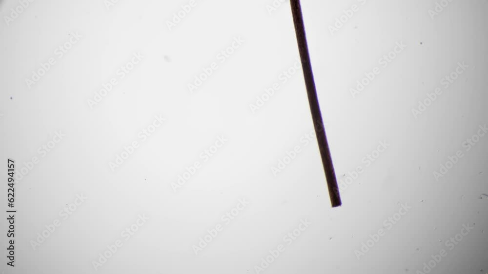 Human hair whole mount under microscope 40x against white background ...