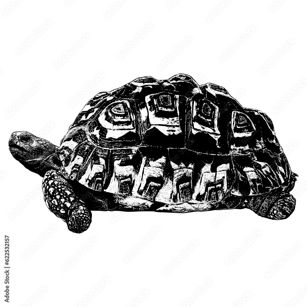 Leopard Tortoise hand drawing vector isolated on background. Stock ...