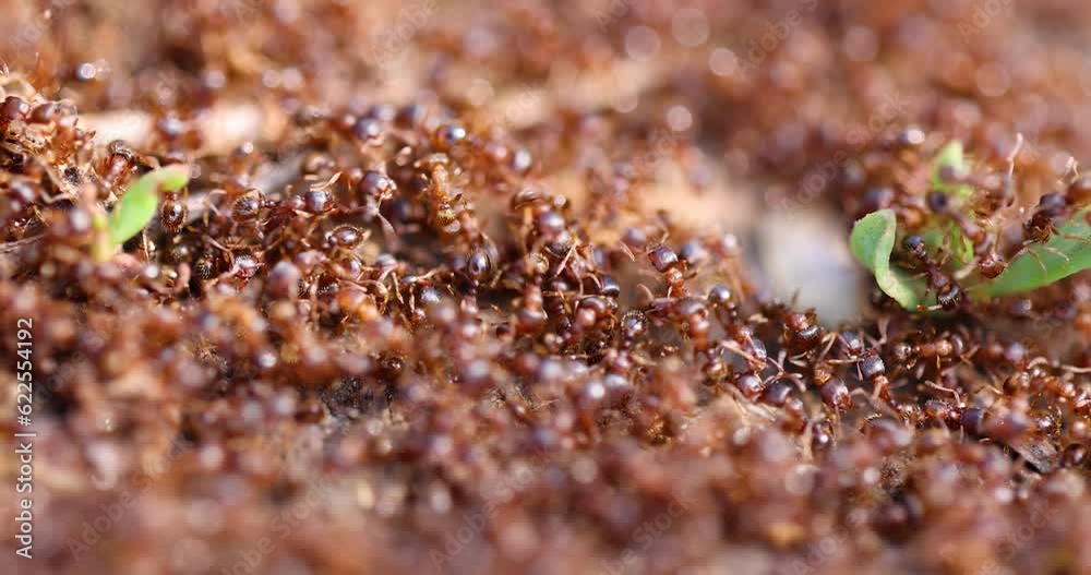 The anthill is teeming with ants, super macro. The observation of ...