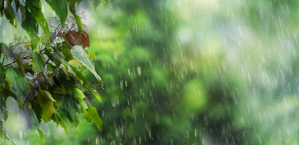 flowering tree in a refreshing rain shower in summertime on blurred ...