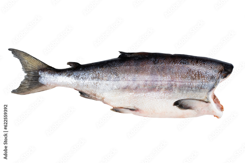 Whole Atlantic Salmon fish isolated on white background with clipping ...