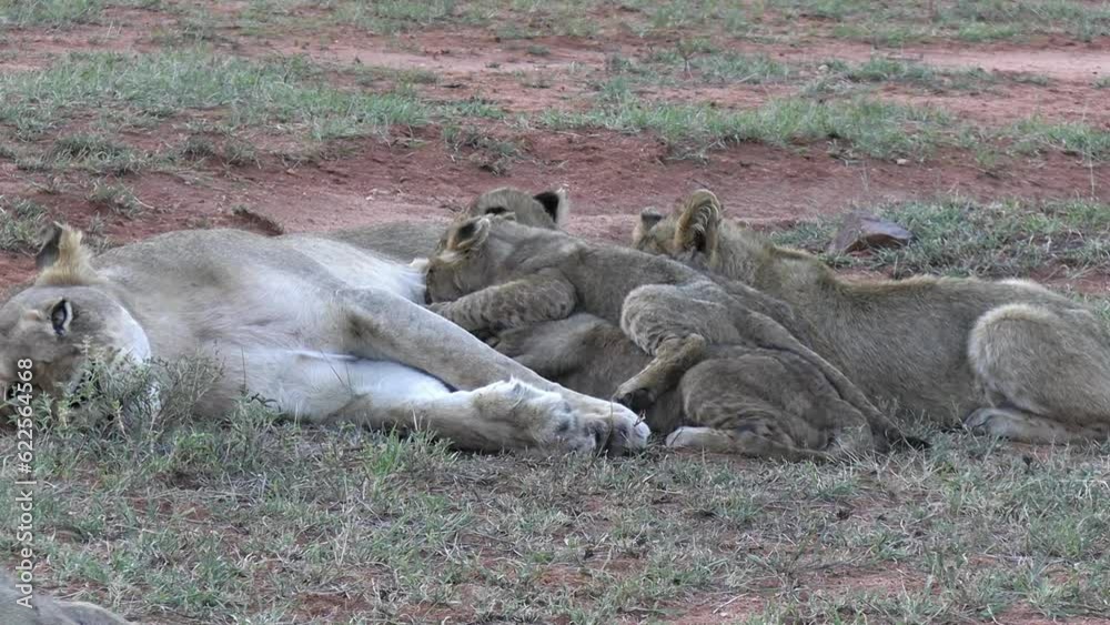 Lion Cubs Drinking Milk From Mother's Teats. Lioness and Babies in ...