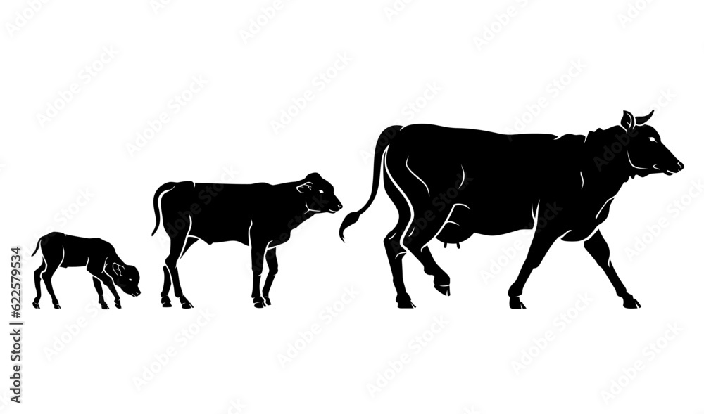 Cow or Cattle Growth Stages Silhouette Variations Stock Vector | Adobe ...