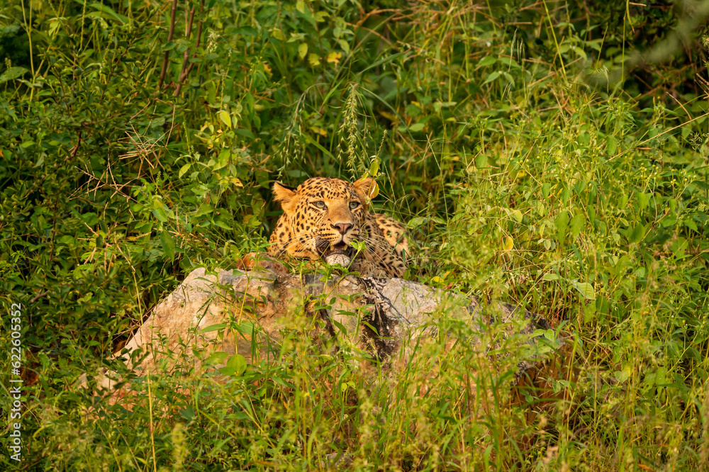 wild male leopard or panther or panthera pardus fusca closeup resting ...