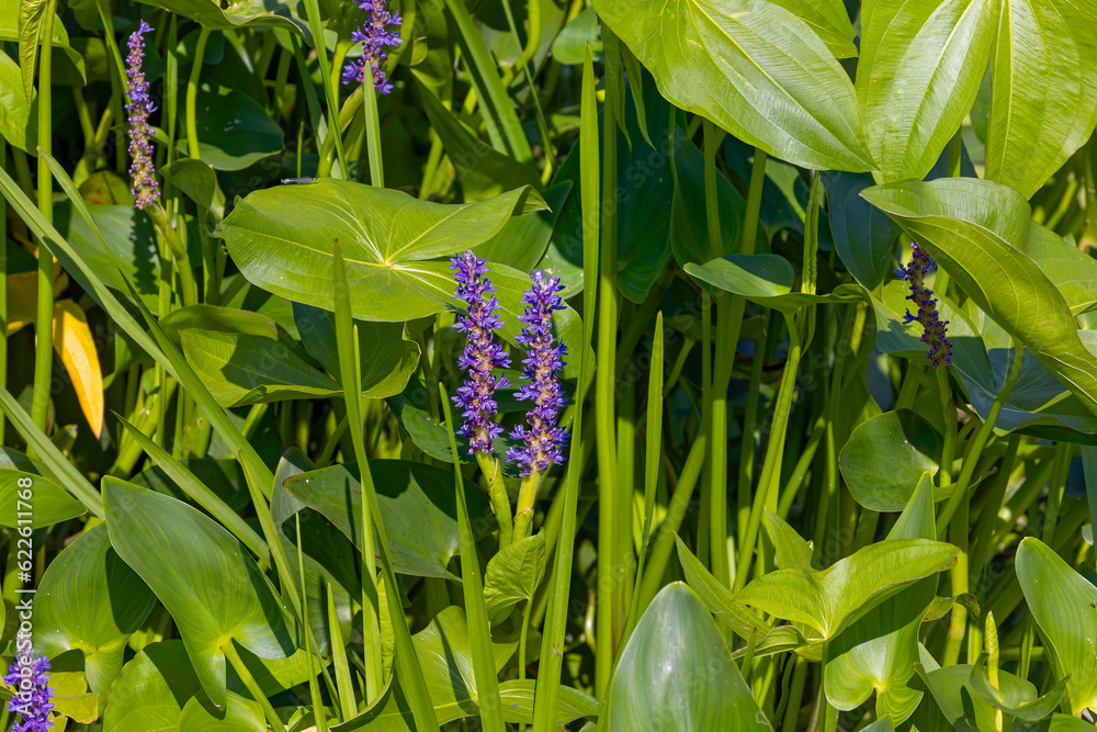 Pickerelweed, Pickerel Rush Water hyacint (Pontederia cordata). The ...