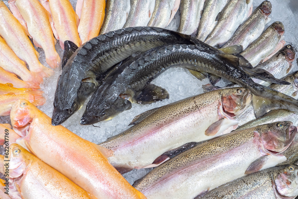 Fish assortment. Seafood shop counter. Slaves are kept on pieces of ice ...