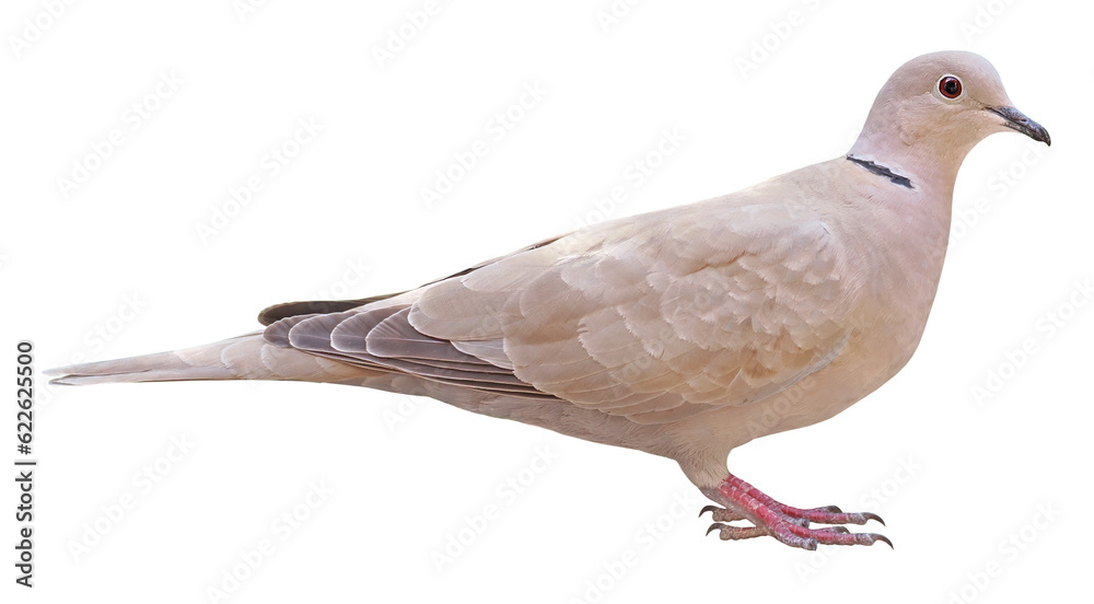 Eurasian collared dove (Streptopelia decaocto), PNG, isolated on ...