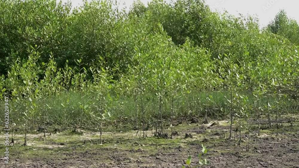 Rhizophora racemose is a species of mangrove tree in the Rhizophoraceae ...