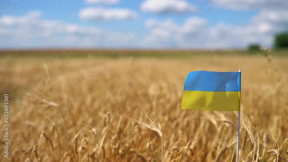 Hand with Ukrainian flag over sky and wheat field on daylight. A small ...