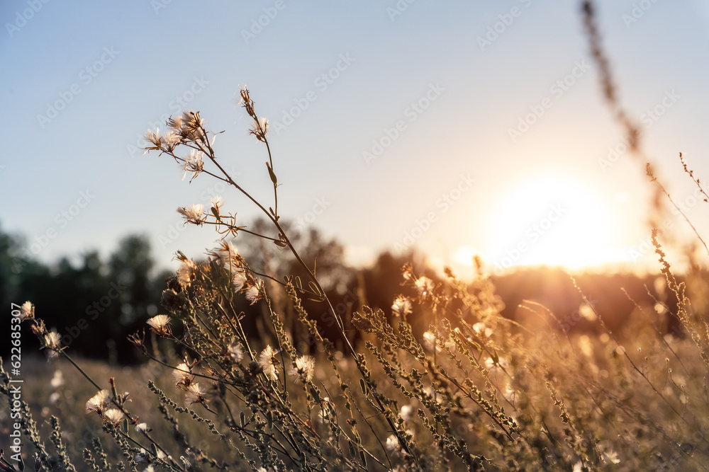 Abstract warm landscape of dry wildflower and grass meadow on warm ...
