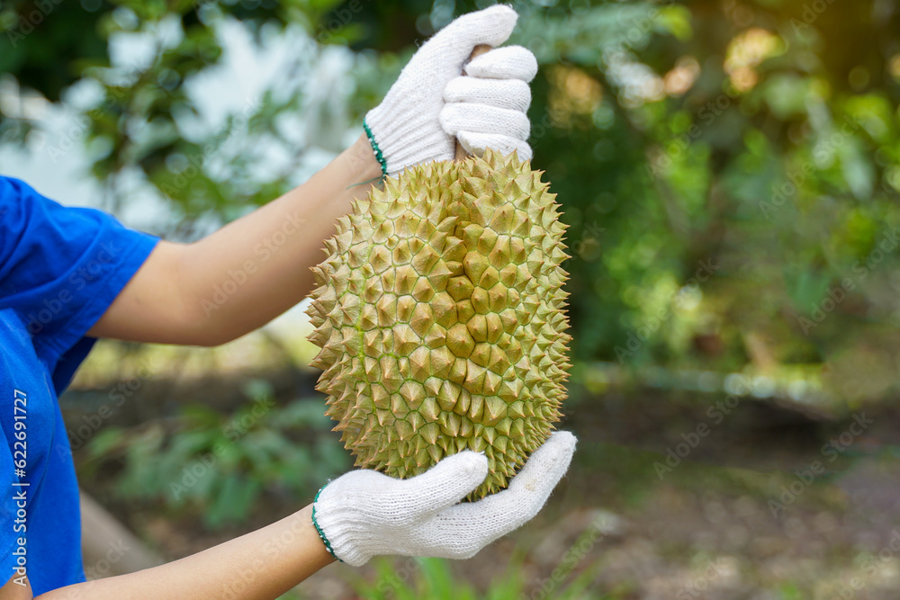 hand holding durian fruit. Durian is known as the king of fruits with a ...