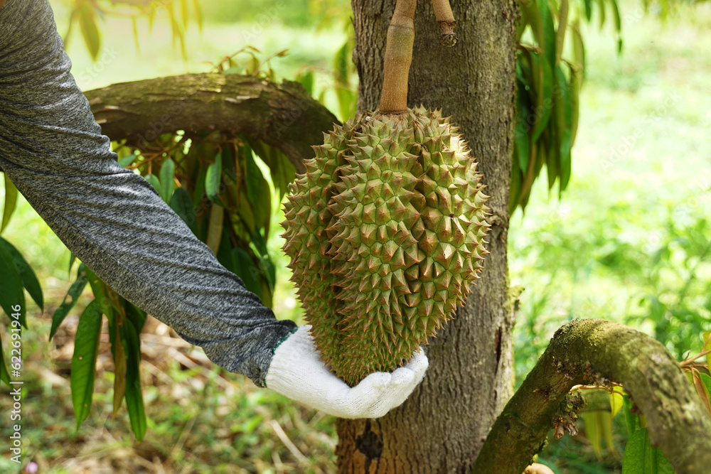 Durian farmers inspect durian fruit quality on the tree before cutting ...