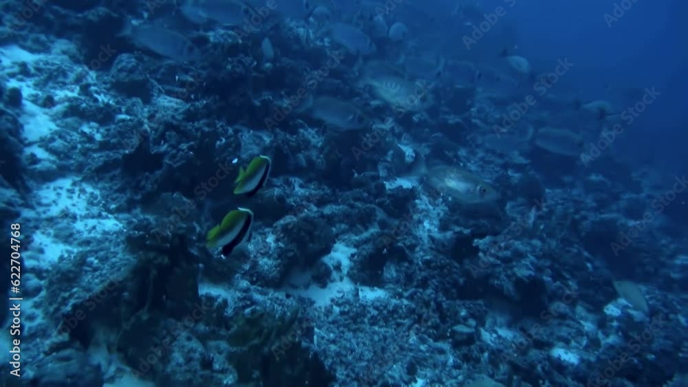 Underwater view of school of fish is breathtaking display of nature ...