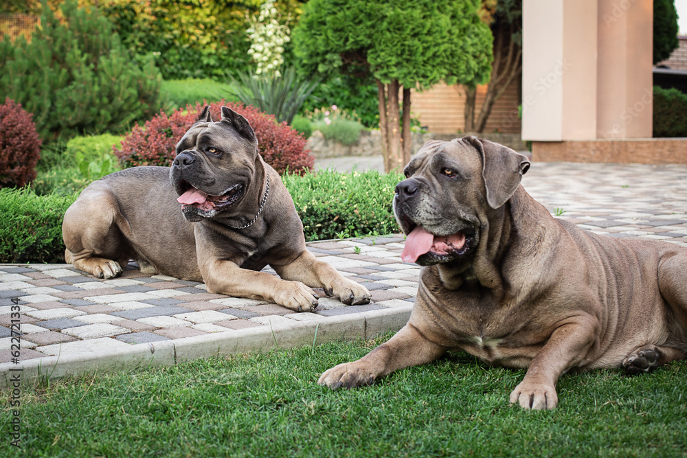 Cane Corso portrait. Two Cane Corso lie outdoors. Large dog breeds ...