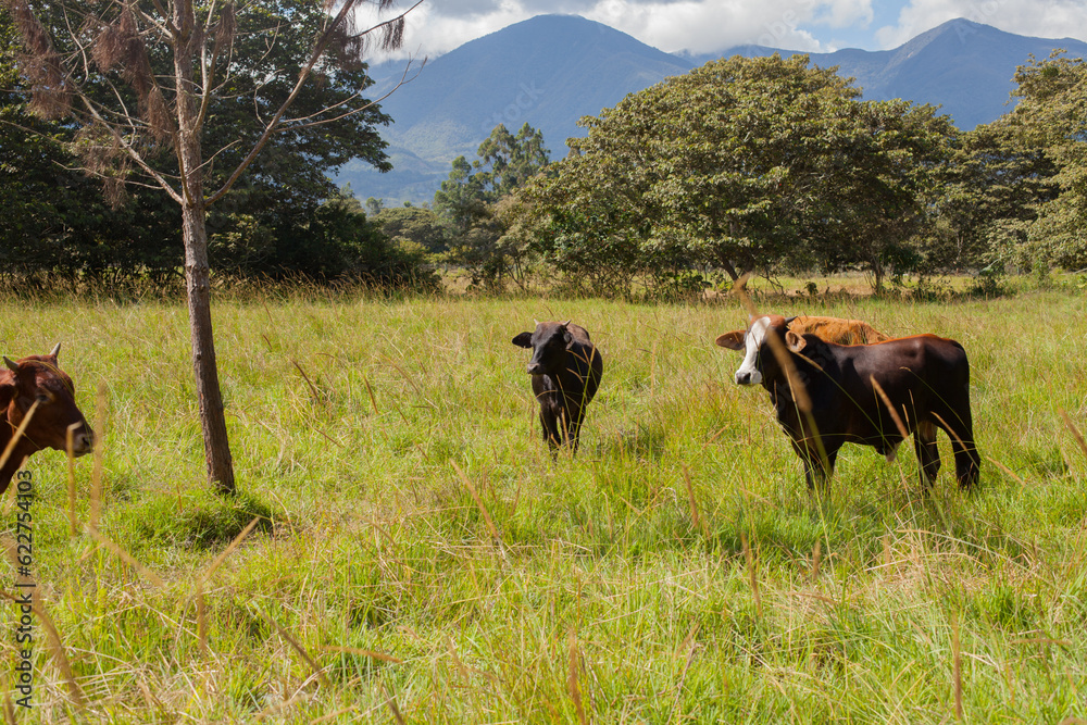 Picture of bulls in a green jungle field in a sunset. Concept of ...