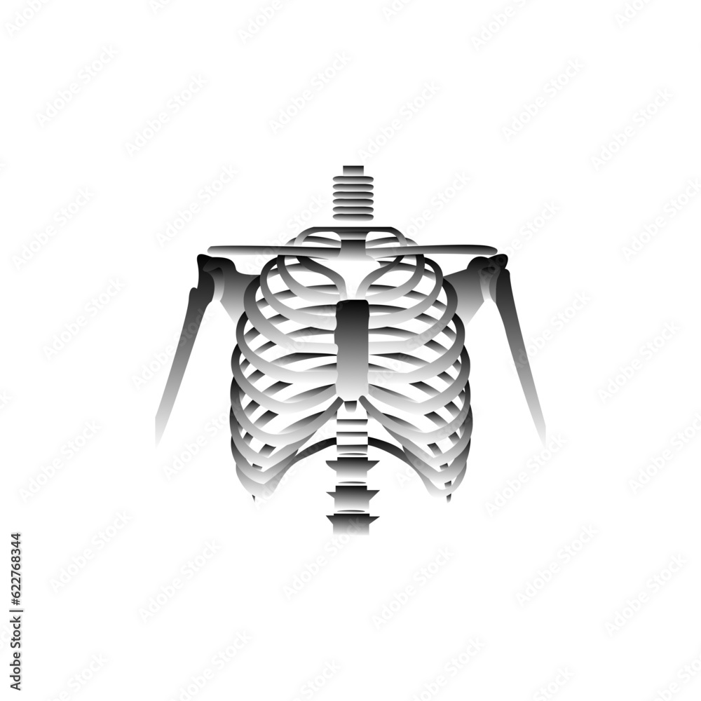 X-ray examination pictures. Image of the human skeleton bones.Realistic ...