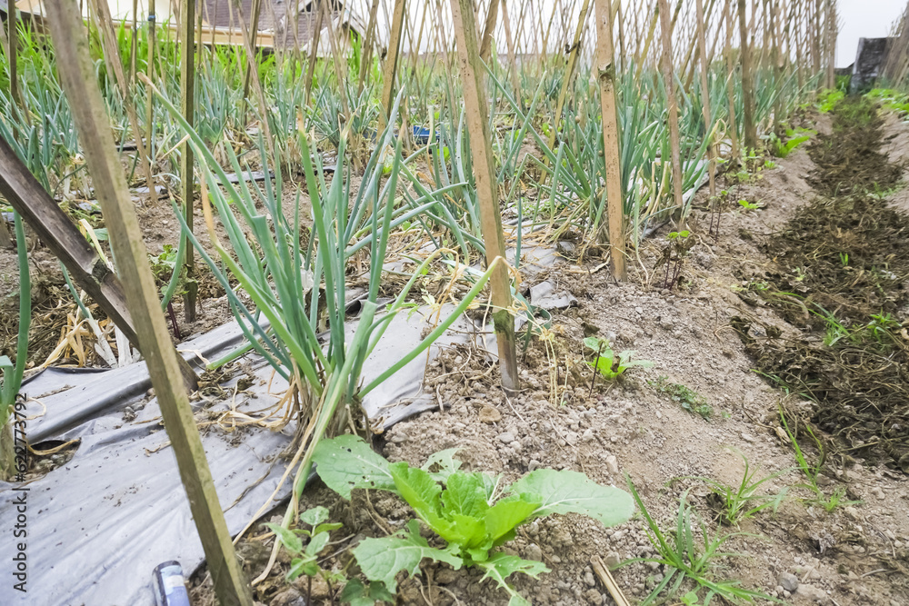 Foto de Leeks or Spring Onion plantation with mulch applied on the ...