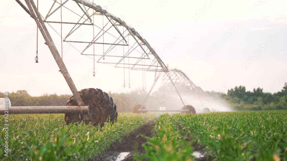 Agriculture.Irrigation system for green corn field.Watering summer ...