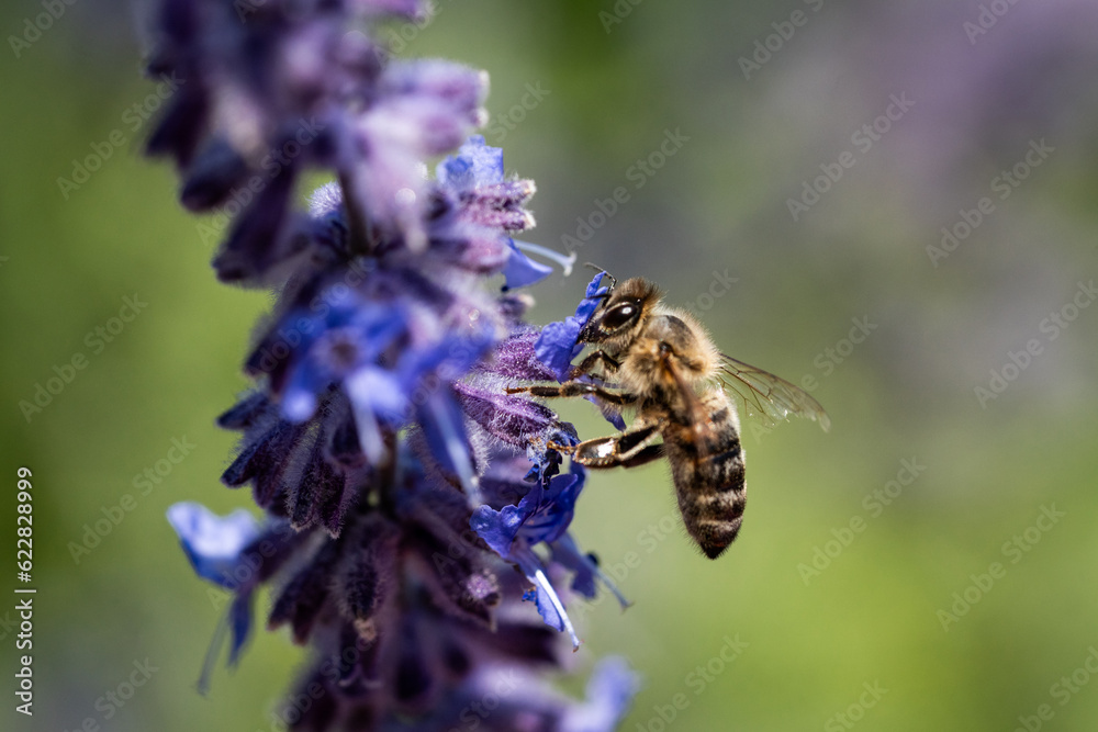 Russian Honey Bee