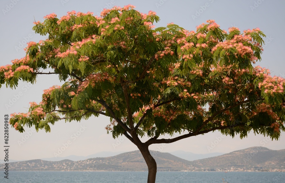 Photo & Art Print Pink flowers of Albizia julibrissin (persian silk ...