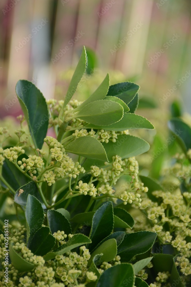 Pittosporum tobira, an evergreen ornamental shrub with fragrant flowers ...