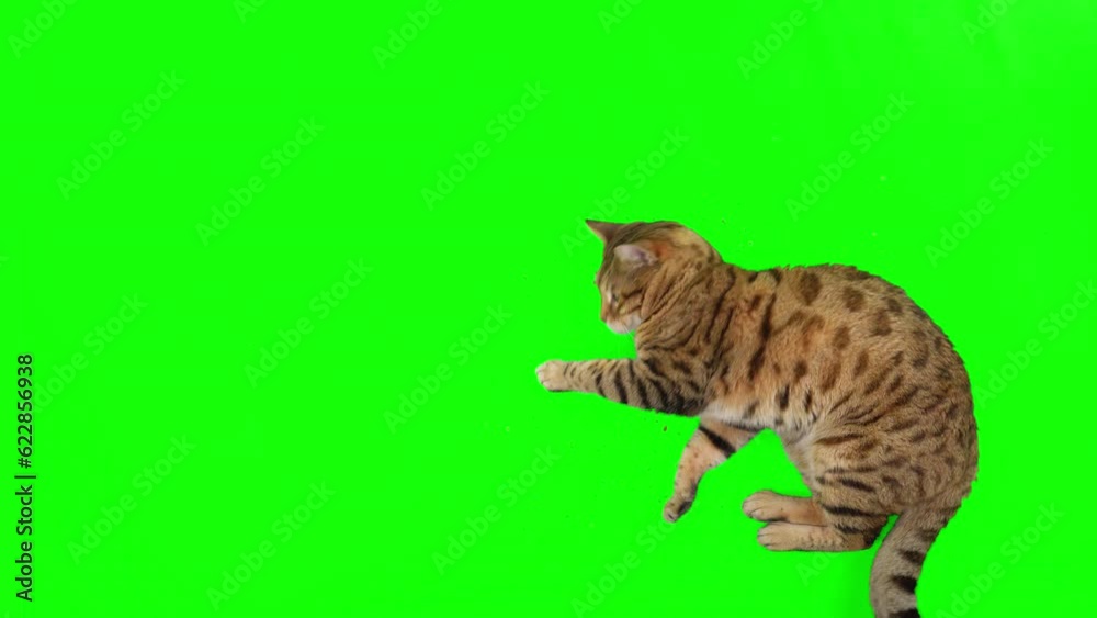 Top-down view of Bengal cat lying down licking his paw on green screen ...