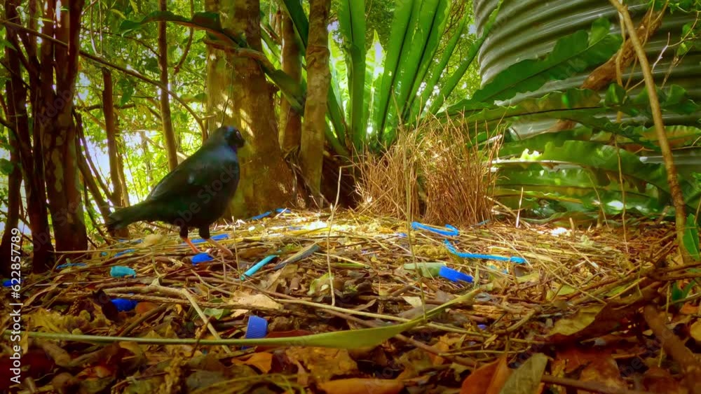 Male of Satin Bowerbird - Ptilonorhynchus violaceus a bowerbird endemic ...