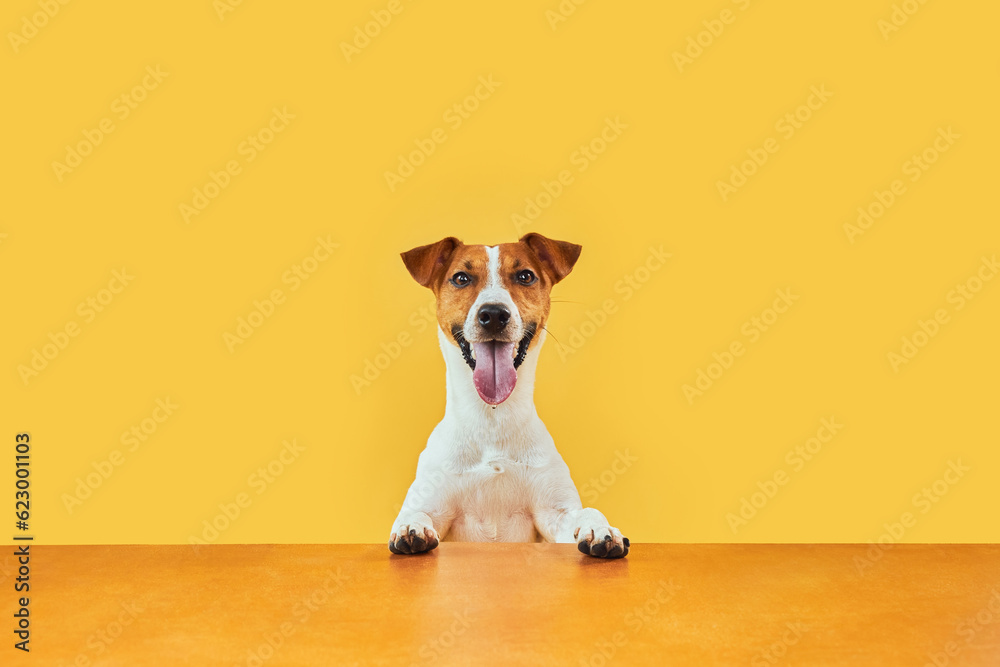 Portraite of Happy surprised dog. Top of head of Jack Russell Terrier ...