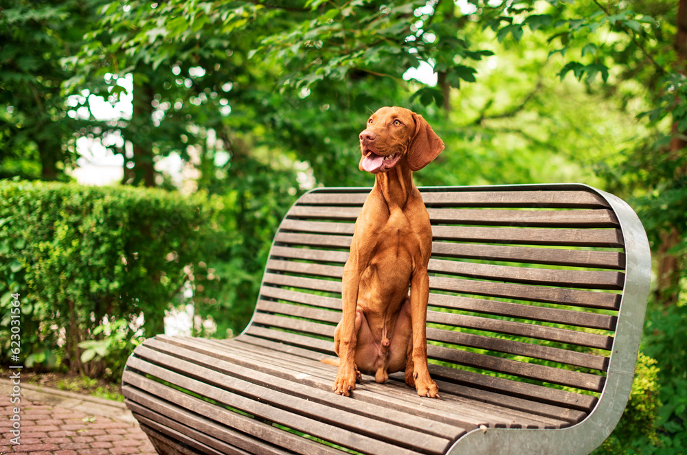 Foto de A dog of the Hungarian Vizsla breed sits on a bench against the ...