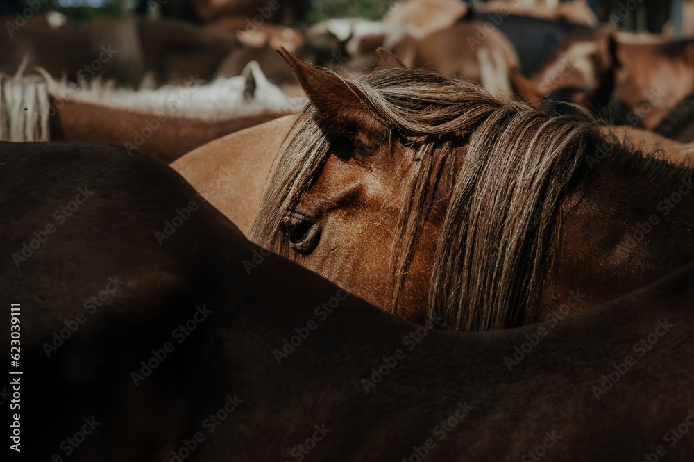 A captivating group of horses, with one distinguished brown horse ...