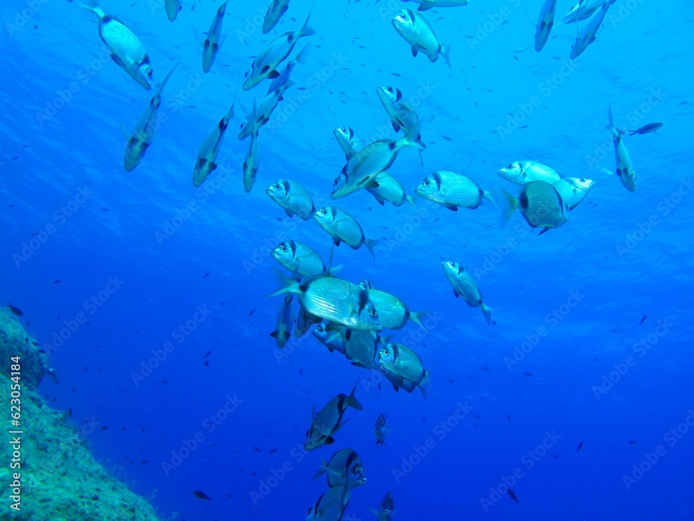 School of fish swimming in the vivid blue ocean. Swimming fish ...