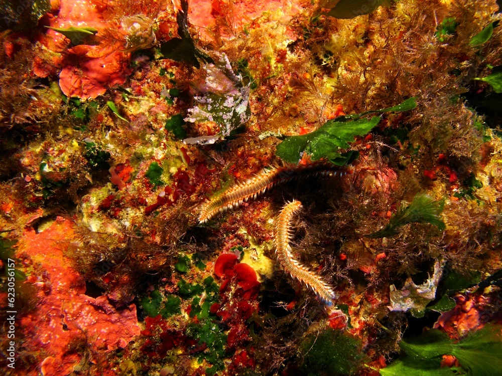 Pair of poisonous red spiny fireworms ( family Amphinomidae) on the ...