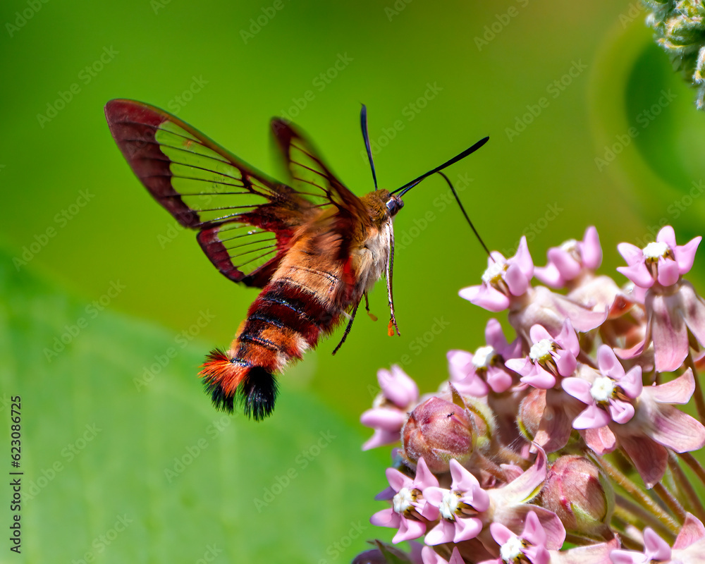 Hummingbird Clear wing Moth Photo and Image. Close-up with a green ...