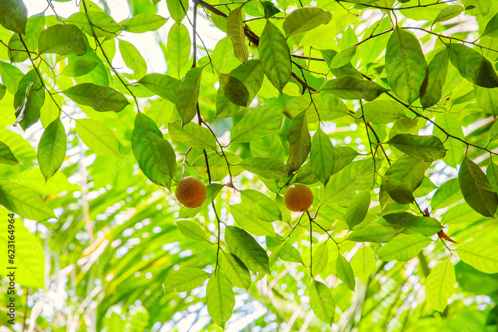 Nutmeg or muscat nuts growth tree in Sri Lankas garden Stock Photo ...