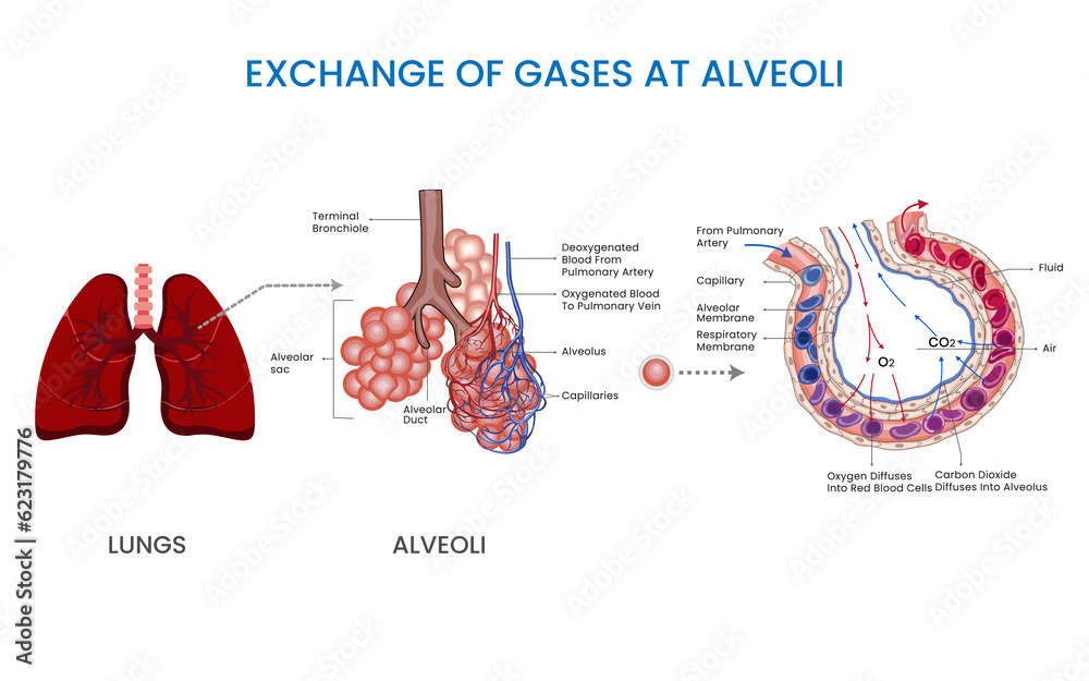 In Alveoli oxygen and carbon dioxide exchange occurs, it is Vital for ...