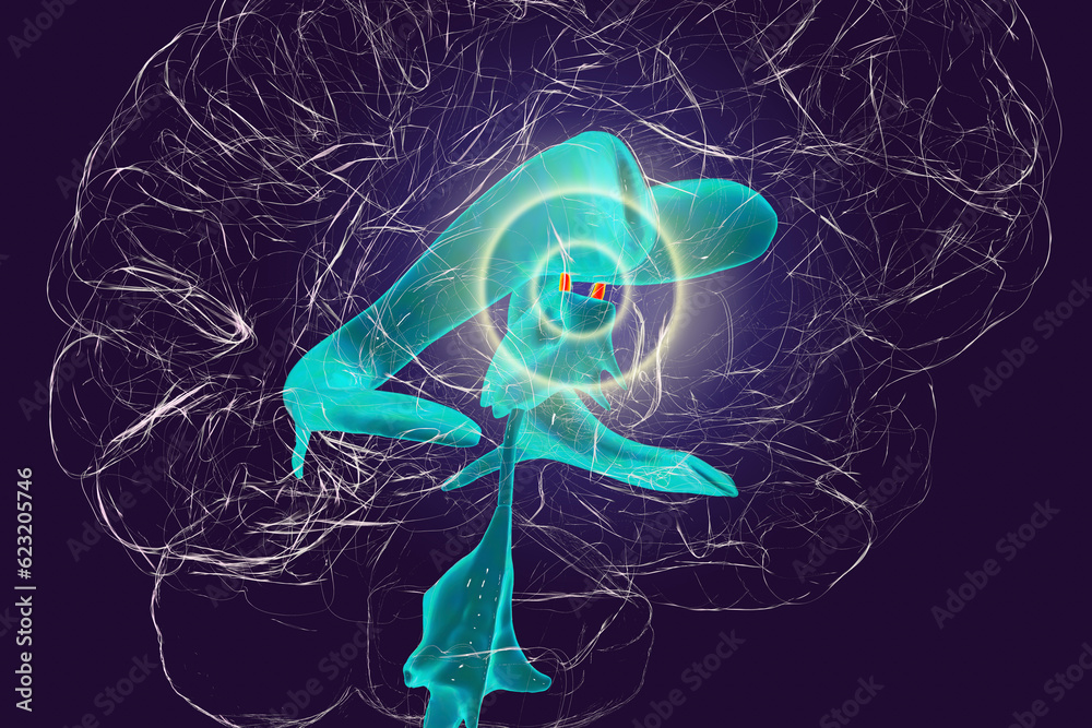 The interventricular foramen, also known as the foramen of Monro, 3D ...