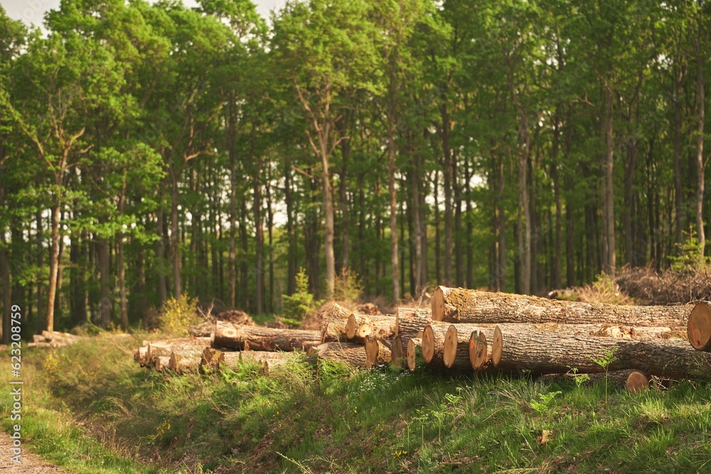 Foto de Stacked Logs of Freshly Chopped Wood in the Forest. Wooden logs ...