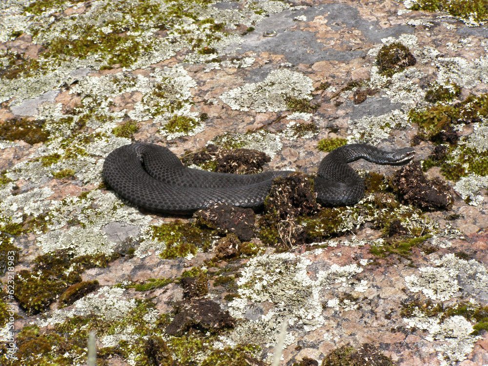 Adder (Vipera berus), black morph. Snake basks on erratic boulder in ...